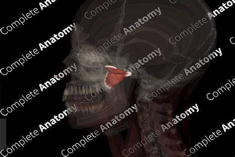 Lateral Pterygoid Muscle Left Complete Anatomy