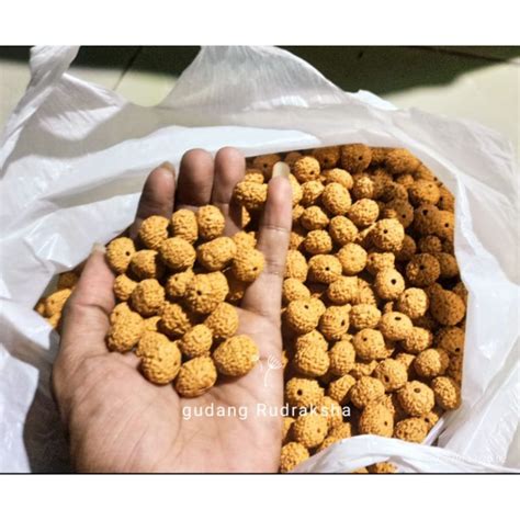 Jual Biji Jenitri 300 Biji Shopee Indonesia