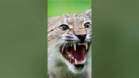 هل حـ ــيوان الوشـ ــق المصري جند من جنود الله Youtube