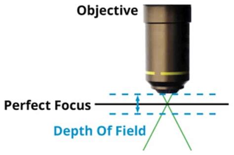 Microscope 101 Depth Of Field Vs Depth Of Focus Microscope Club