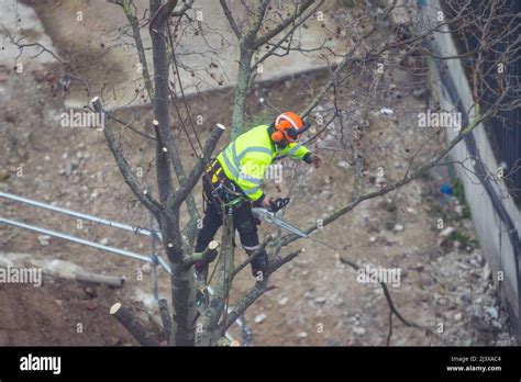 Tree Surgeon Working In A Tree Stock Photo Alamy