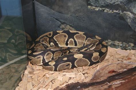 A Burmese Python A Reptile Is Resting On Wood Chips In Its Habitat