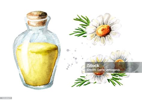 카모마일 꽃과 에센셜 오일 세트 흰색 배경에 고립 된 손으로 그린 수채화 그림 건강관리와 의술에 대한 스톡 벡터 아트 및 기타 이미지 건강관리와 의술 꽃 나무 꽃
