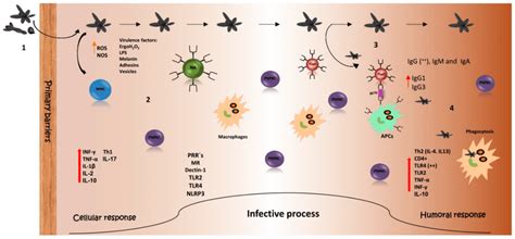 Host Immune Response Against Sporothrix Spp 1 Infection With Download Scientific Diagram