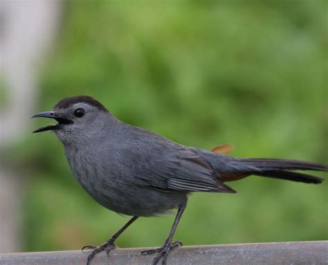 Grey Bird With Black On Head At Rachel Vance Blog