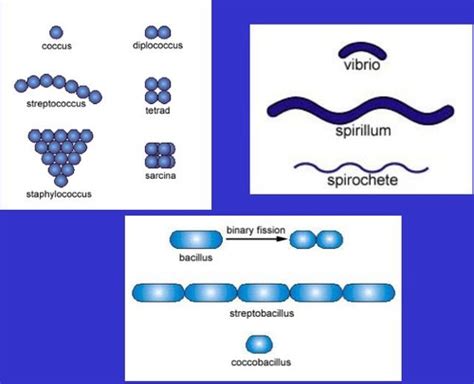 Cellular Vs Colony Morphology Flashcards Quizlet