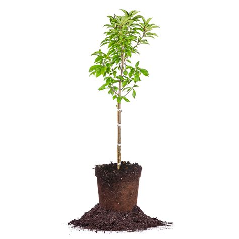 Spring Satin Plumcot Tree For Sale Plum Apricot Hybrid Perfect Plants