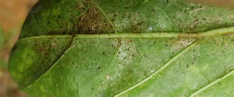 Thrips Damage On Leaf Biobee