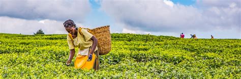 Agriculture And Food Safety La Boad