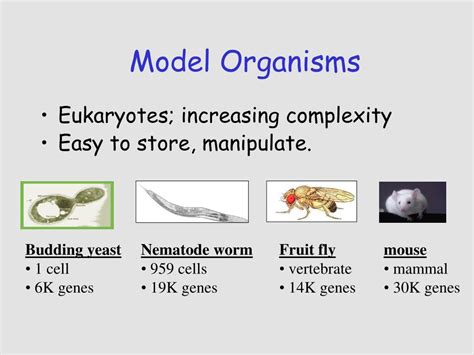 Ppt Computational Systems Biology An Introduction Powerpoint