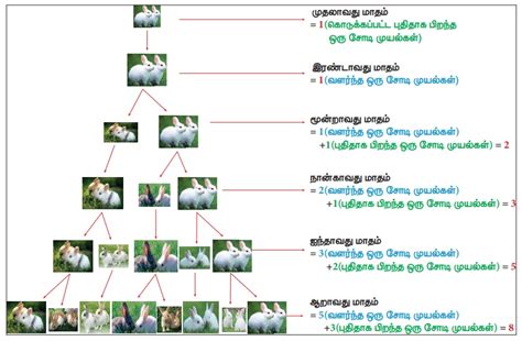பிபனோசி எண்கள் தகவல் செயலாக்கம் அலகு 7 8 ஆம் வகுப்பு கணக்கு Fibonacci Numbers