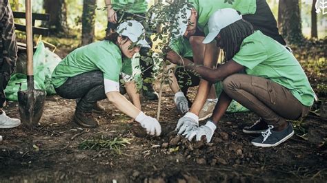 Trees For Test Drives Enters Its Third Year Lithia And Driveway