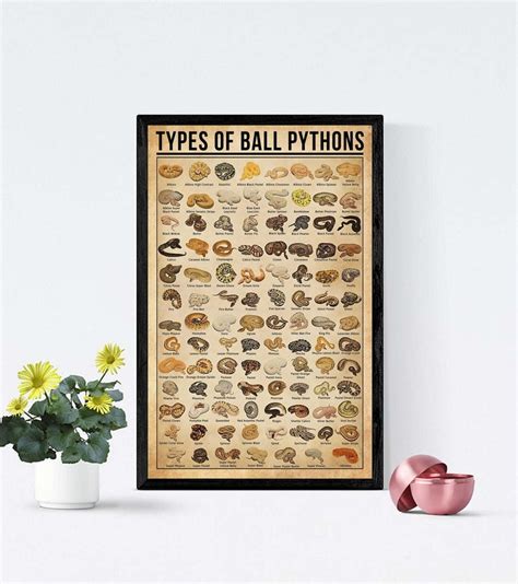 Types Of Ball Pythons Poster Vintage Knowledge Poster Ball Python Art Print Education Wall