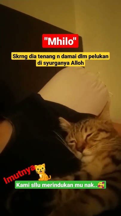 Cute Kitten Mhilo Youtube