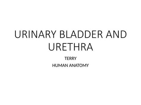 Anatomy Of Urinary Bladder Pdf