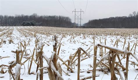 Considerations For Soybean Trait Programs In 2025 Knox County Agricultural News