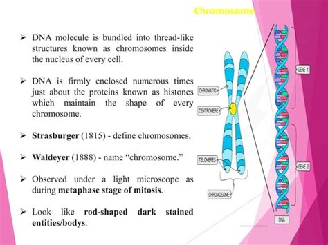 Chromosome Structure Types And Functionpptx