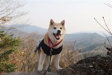 柴犬マイア 兵庫県立宝塚西谷の森公園に行ってきた マイア 柴犬ですが服着て悪い