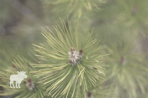 How To Save A Dying Pine Tree Forest Wildlife