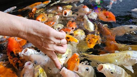 여자의 손과 다채로운 잉어 물고기 또는 일본 잉어 잉어가 건강한 호수에서 수영합니다 경쟁에 대한 스톡 사진 및 기타 이미지 경쟁 꼬리 노랑 Istock