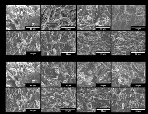 Sem Micrographs Of The Fractured Surfaces Of Phb And Pla Based Download Scientific Diagram