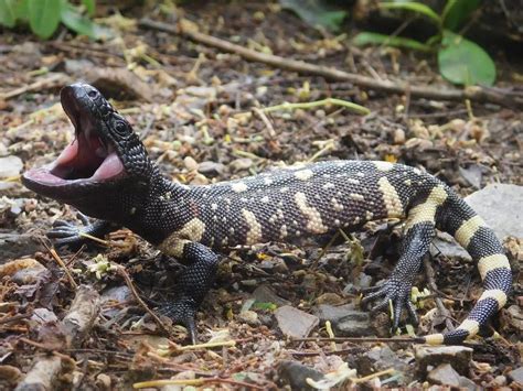 Mexican Beaded Lizard Scrolller
