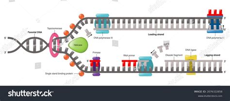 Dna Replication Model Labeled