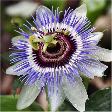 Blue Crown Passion Flower Passiflora Caerulea 100 Seeds Passion For Plantation