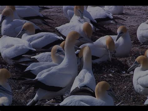 Swing How To Disable Javaawtgraphicsfillrectint X Int Y Int