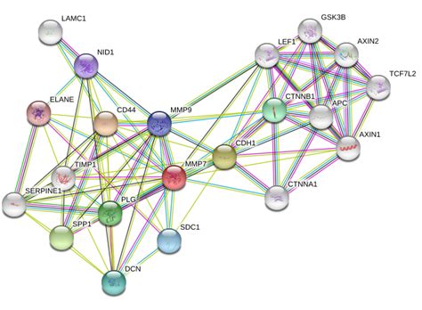 Mmp7 Protein Overview Sino Biological