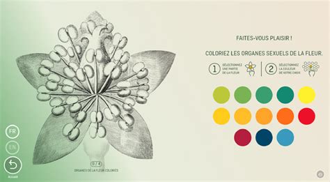 Jeu coloriage Sexe en couleur Muséum de Toulouse