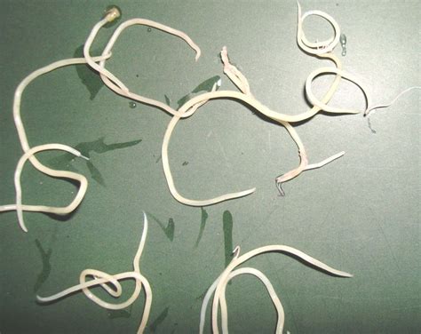The Most Common Worms Found In Backyard Chickens Complete Gardening