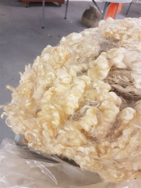 Wool Judging Course 2018 Perfection Found In Nature