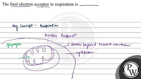 The Final Electron Acceptor Why It Matters Explained Eresources Blog