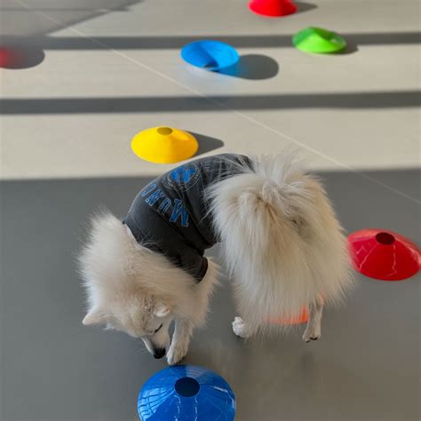 세이브독 용인애견유치원 • 애견훈련 • 방문훈련 신입생 친구들 ‘하쿠 ‘보오와 함께한 신나는 목요일🐶 세이브독은 100평의 천연잔디 마당에서 마음껏 뛰어놀 수