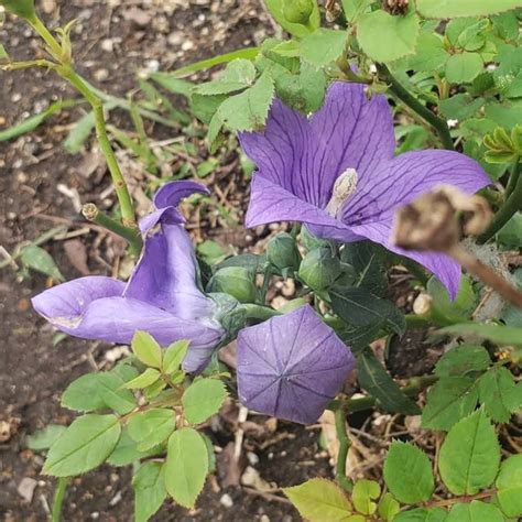 外国人が入国後直ぐに社会保険の健康保険に入るって事は、語学留学とか就労のビザを違法に手続きしたり斡旋したりしている業者が居るって事なんでしょうけど、そういう所を摘発する事がまずは大事だと思うの