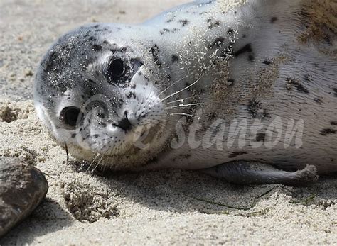 Black Grey Seal Pup