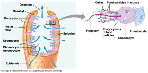 The Invertebrate What Are Sponges What Are Glass Sponges