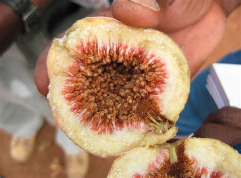 The Sycomore Fig Mukuyu Tree Ecological Significance Uses And Conservation