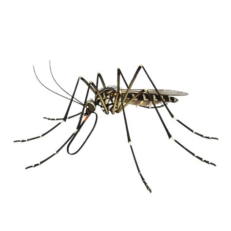 모기 모기 곤충 벡터 Png 일러스트 및 이미지 에 대한 무료 다운로드 Pngtree