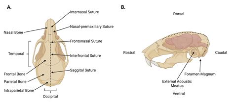 Video Subcellular Fractionation For The Isolation Of Synaptic