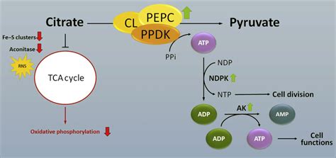 11 Metabolic Shift Aimed The Synthesis Of Pyruvate With Diminished Tca Download Scientific