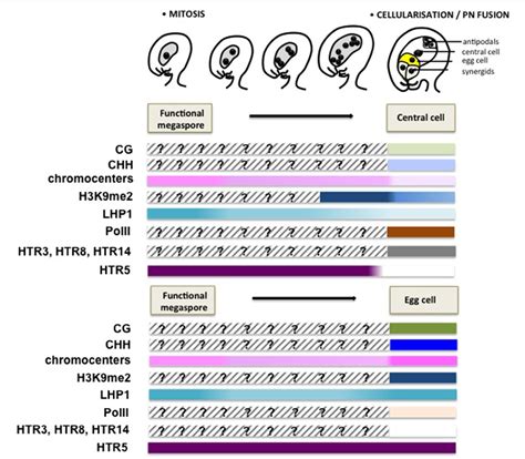 Figure 1 From Chromatin Dynamics During Plant Sexual Reproduction Semantic Scholar