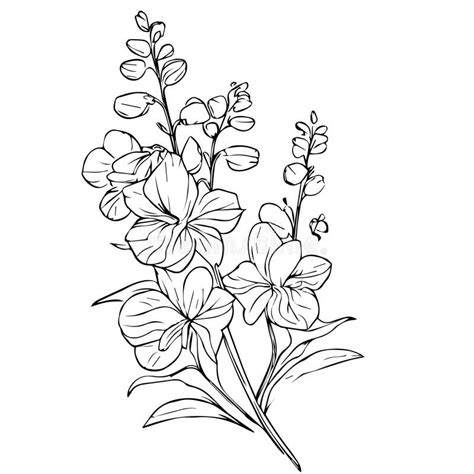 Pencil Delphinium Stock Illustrations 121 Pencil Delphinium Stock Illustrations Vectors