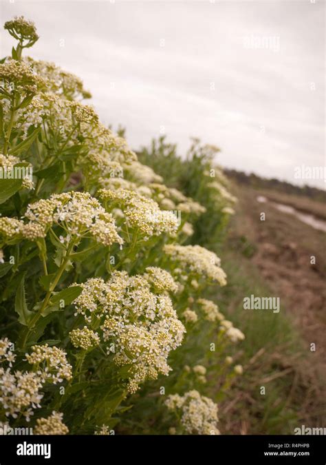 Cow Parsnip Weed Poisonous Plant Heracleum Big Hogweed Stock Photo Alamy