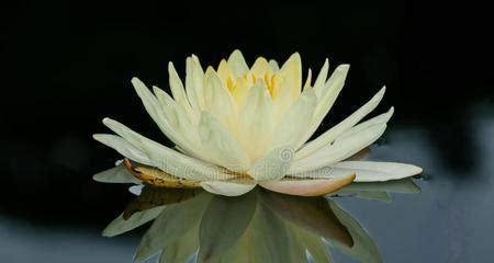 白莲花的象征意义纯洁 花植网