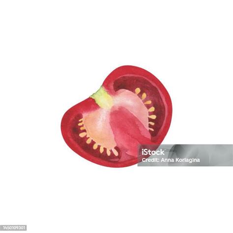 잘 익은 토마토 슬라이스 수채화 그림 요리를 위한 신선한 야채 흰색 배경에 격리 디자인을 위한 예술 건강한 식생활에 대한 스톡