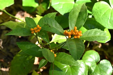 センリョウ千両 庭木図鑑 植木ペディア