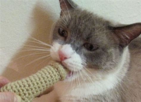 Because Your Cat Needs A Penis Toy The Frisky