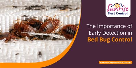 importance of early detection in bed bug control